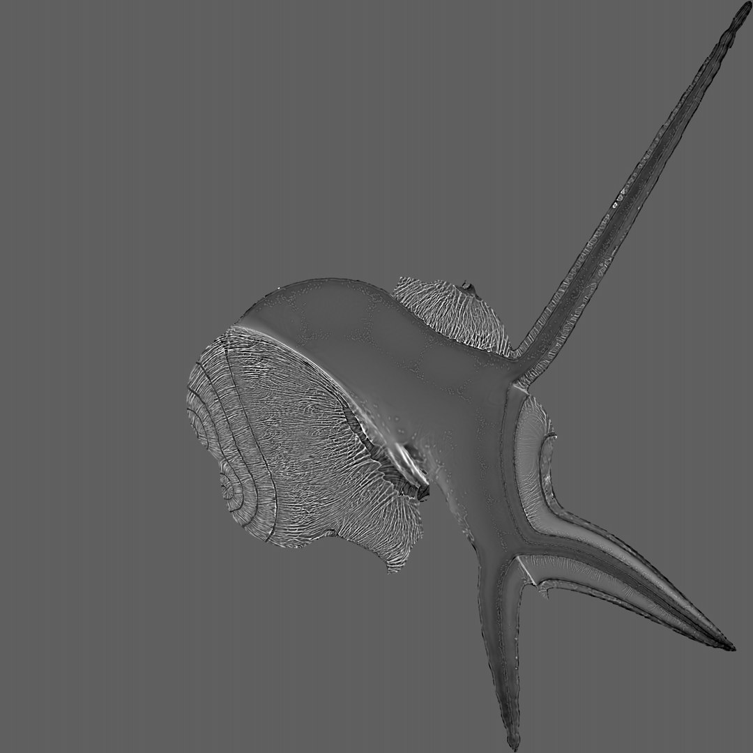 Snail Shell 3d Model