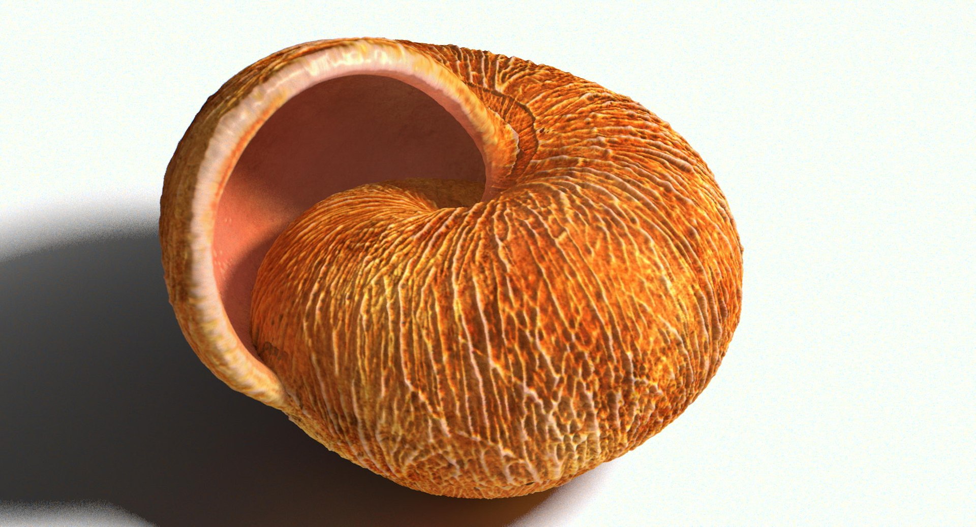 Snail Shell 3d Model