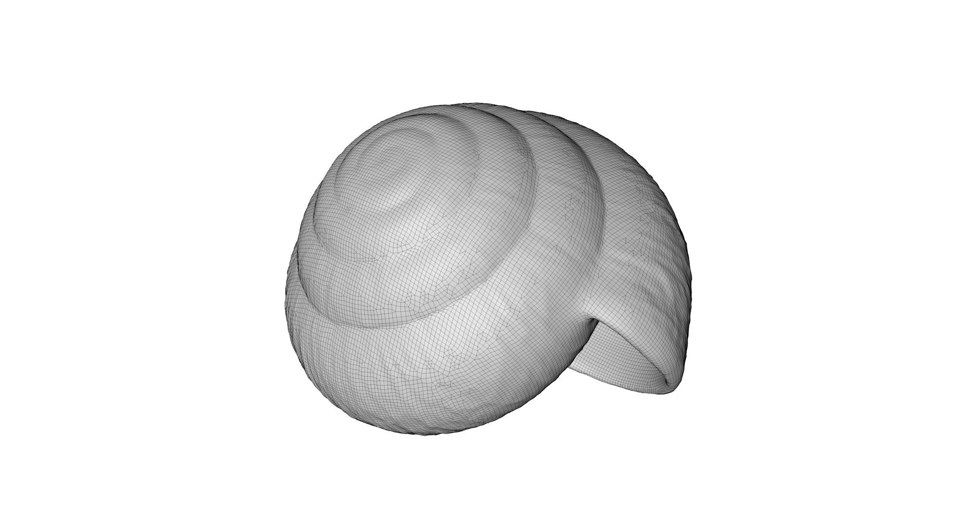 Snail Shell 3d Model