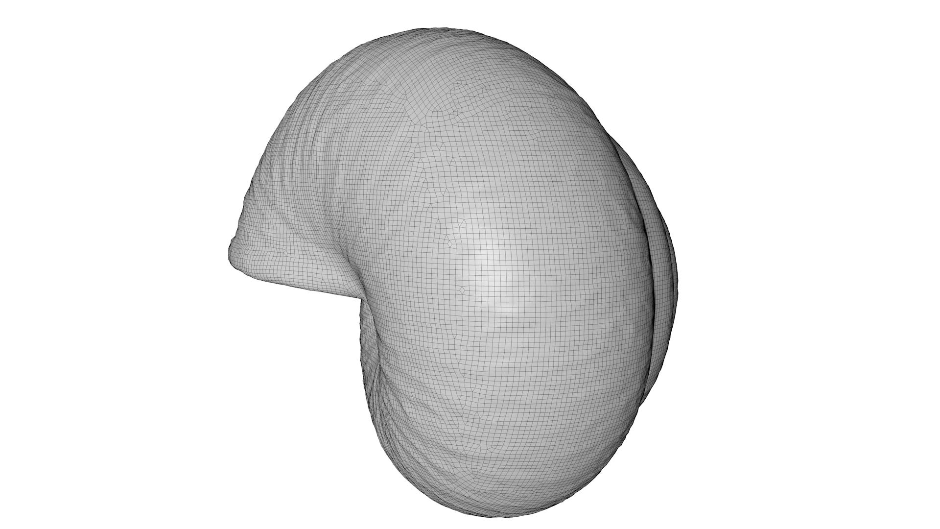 Snail Shell 3d Model