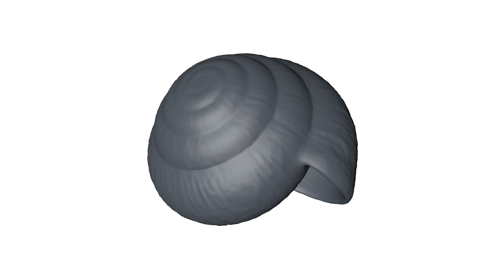 Snail Shell 3d Model