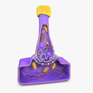 neuron synapse 3d