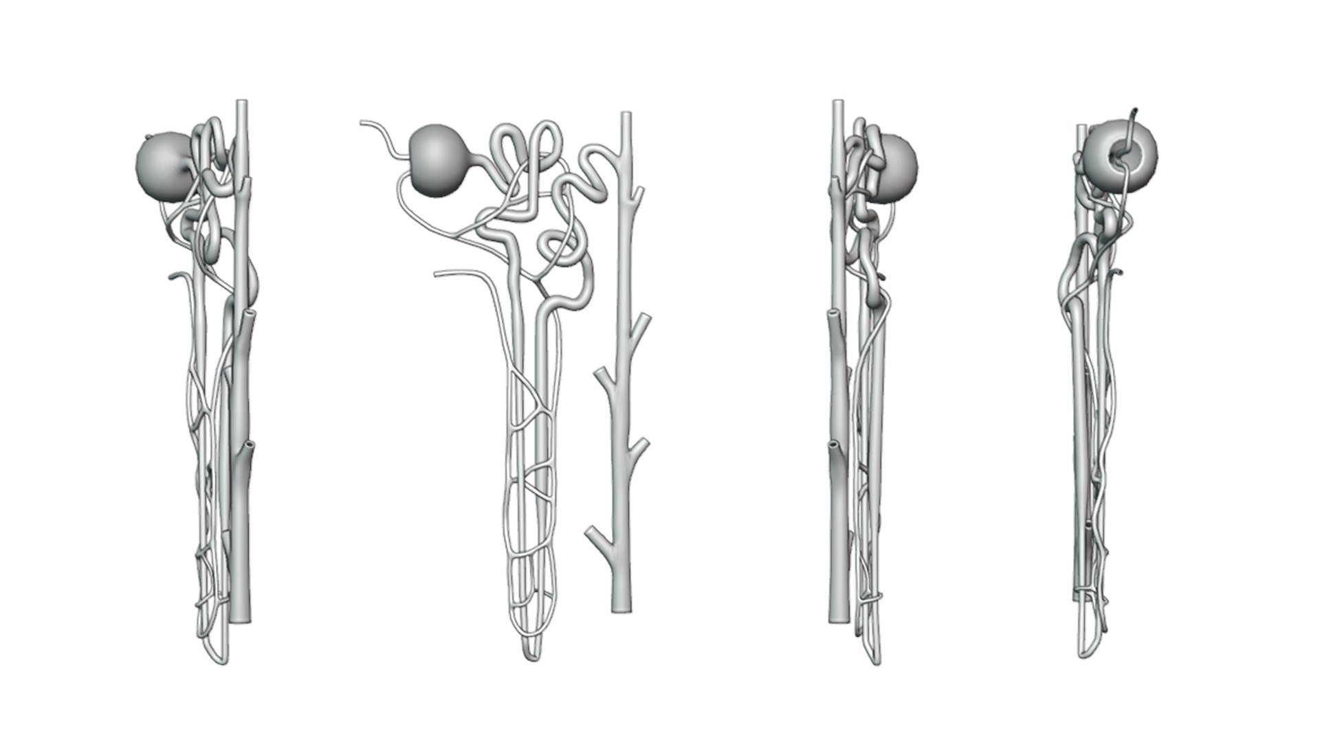 Kidney Nephron Structure Anatomy 3D - TurboSquid 2035296