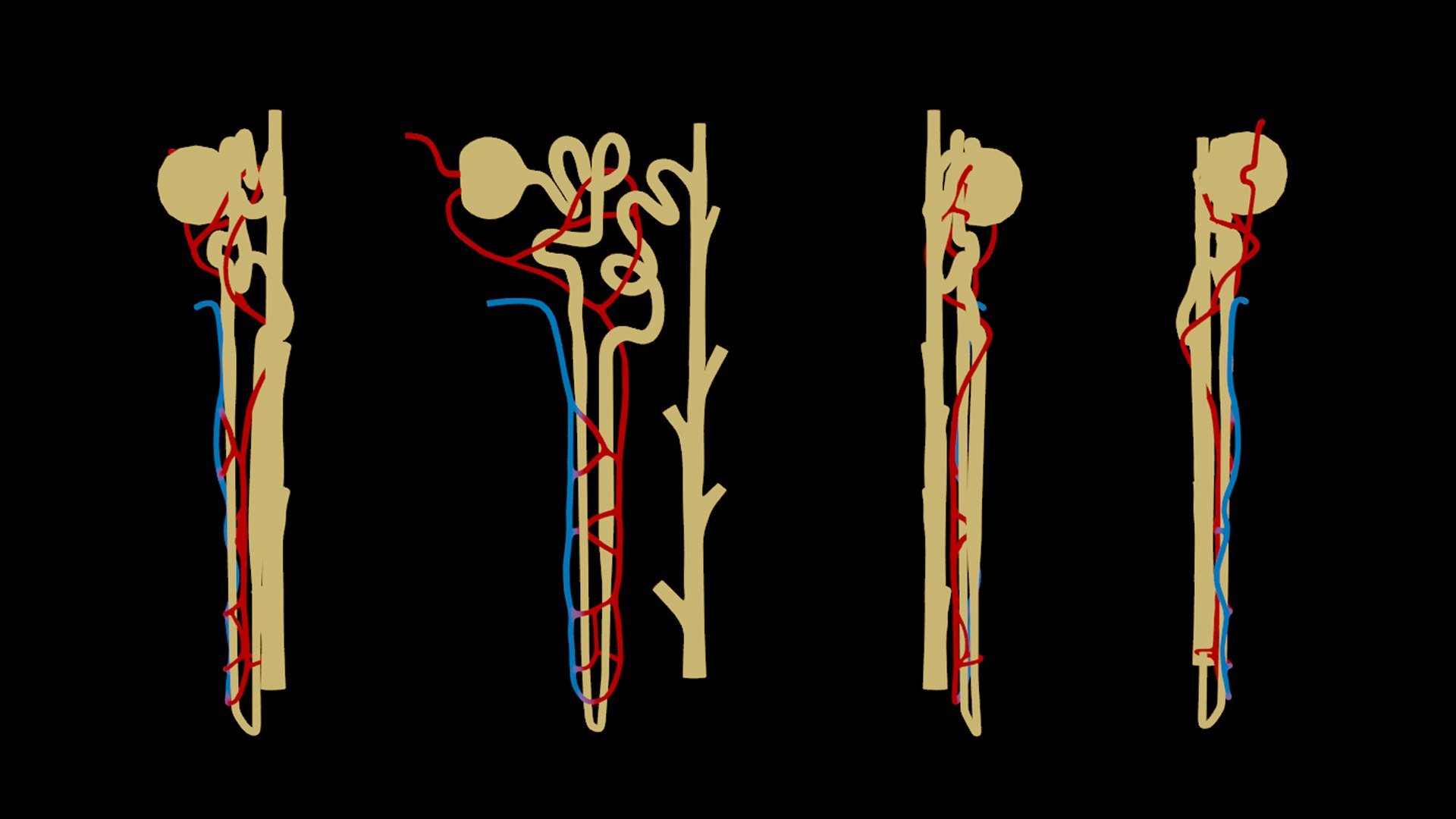 Kidney Nephron Structure Anatomy 3D - TurboSquid 2035296