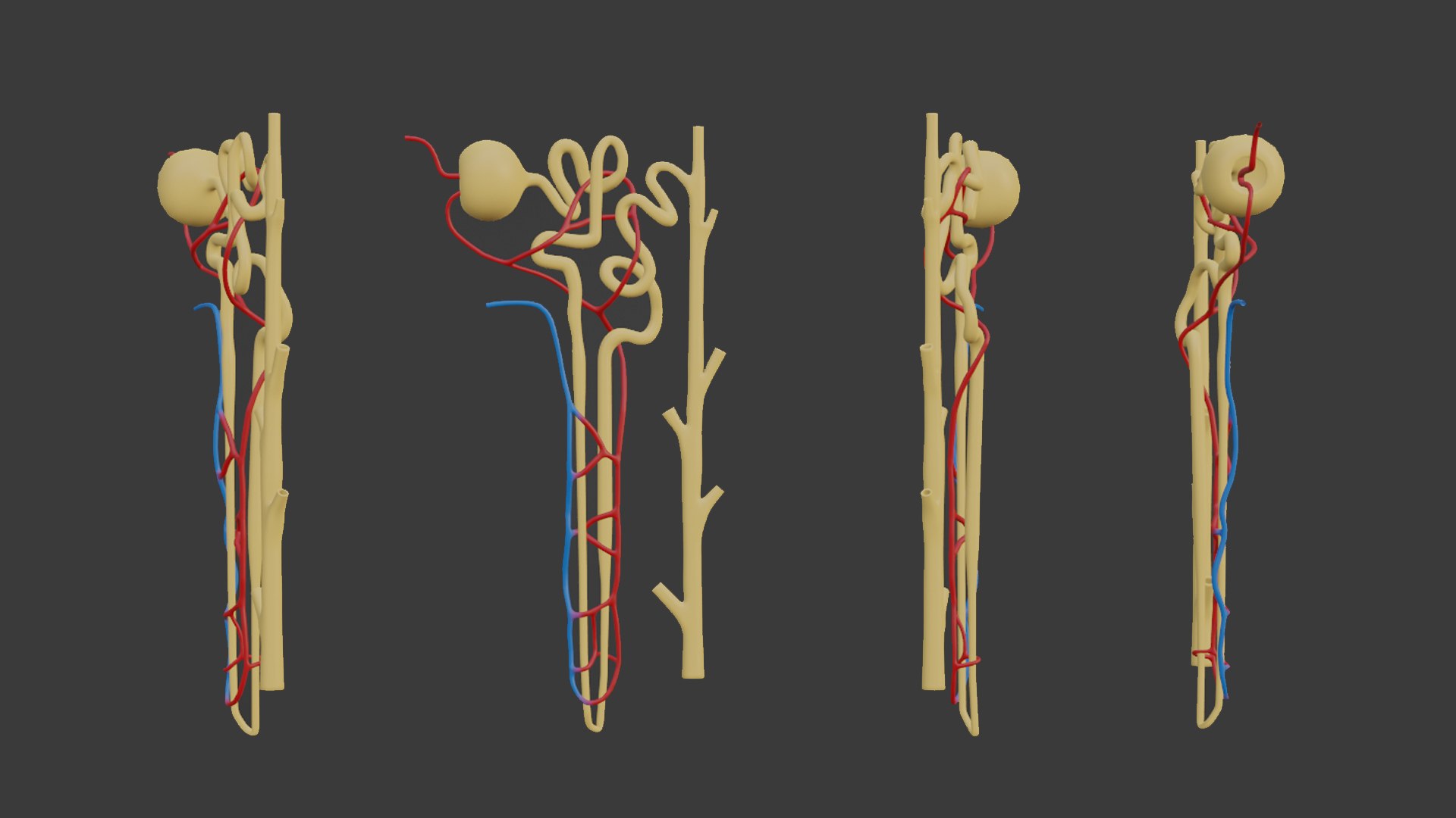 Kidney Nephron Structure Anatomy 3D - TurboSquid 2035296