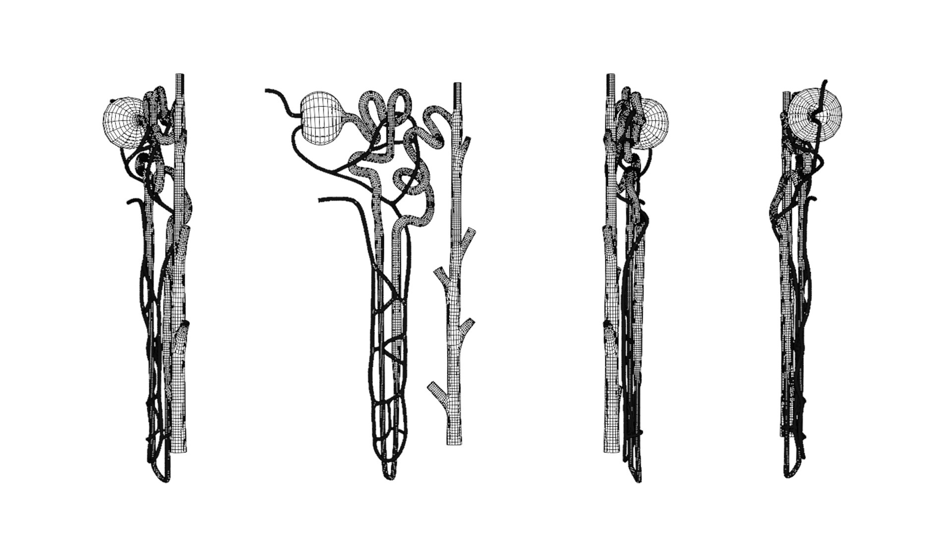 Kidney Nephron Structure Anatomy 3D - TurboSquid 2035296