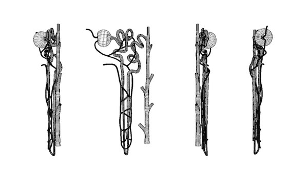 modelo 3d Anatomía de la estructura de la nefrona del riñón ...