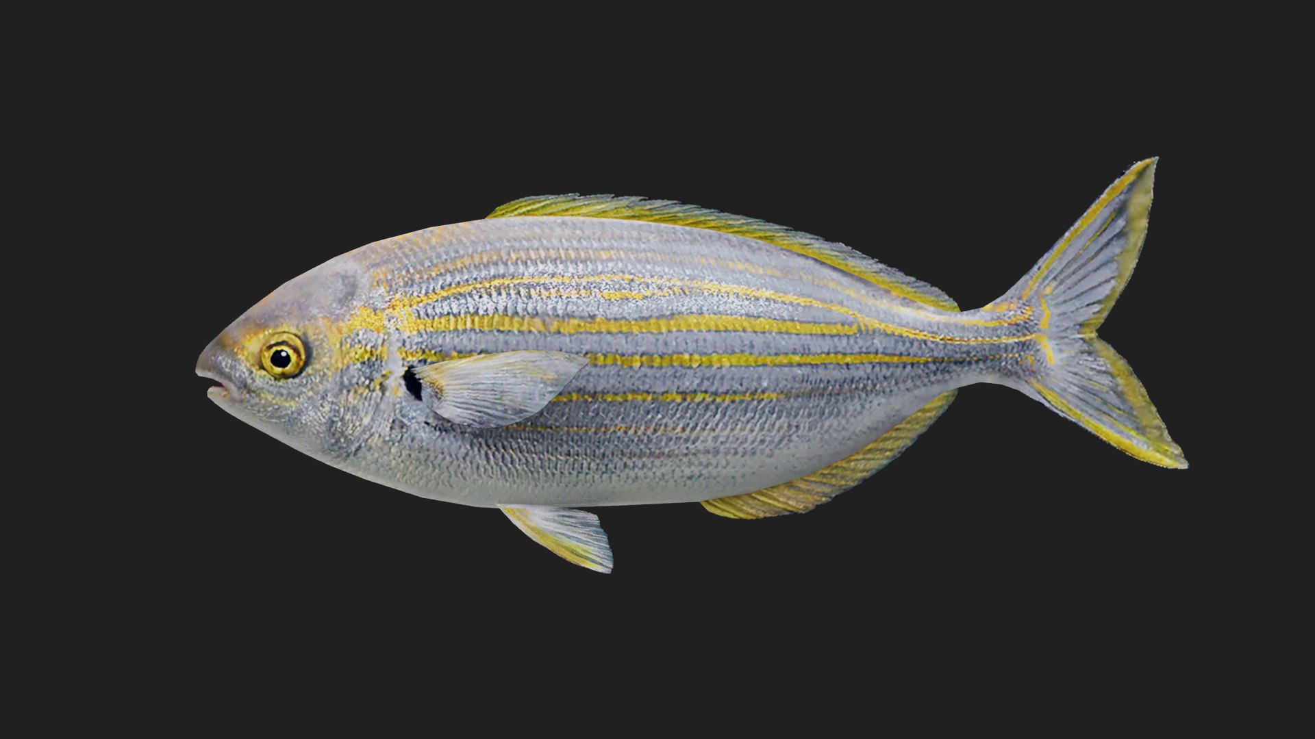 Fish 3D Model - TurboSquid 2122047