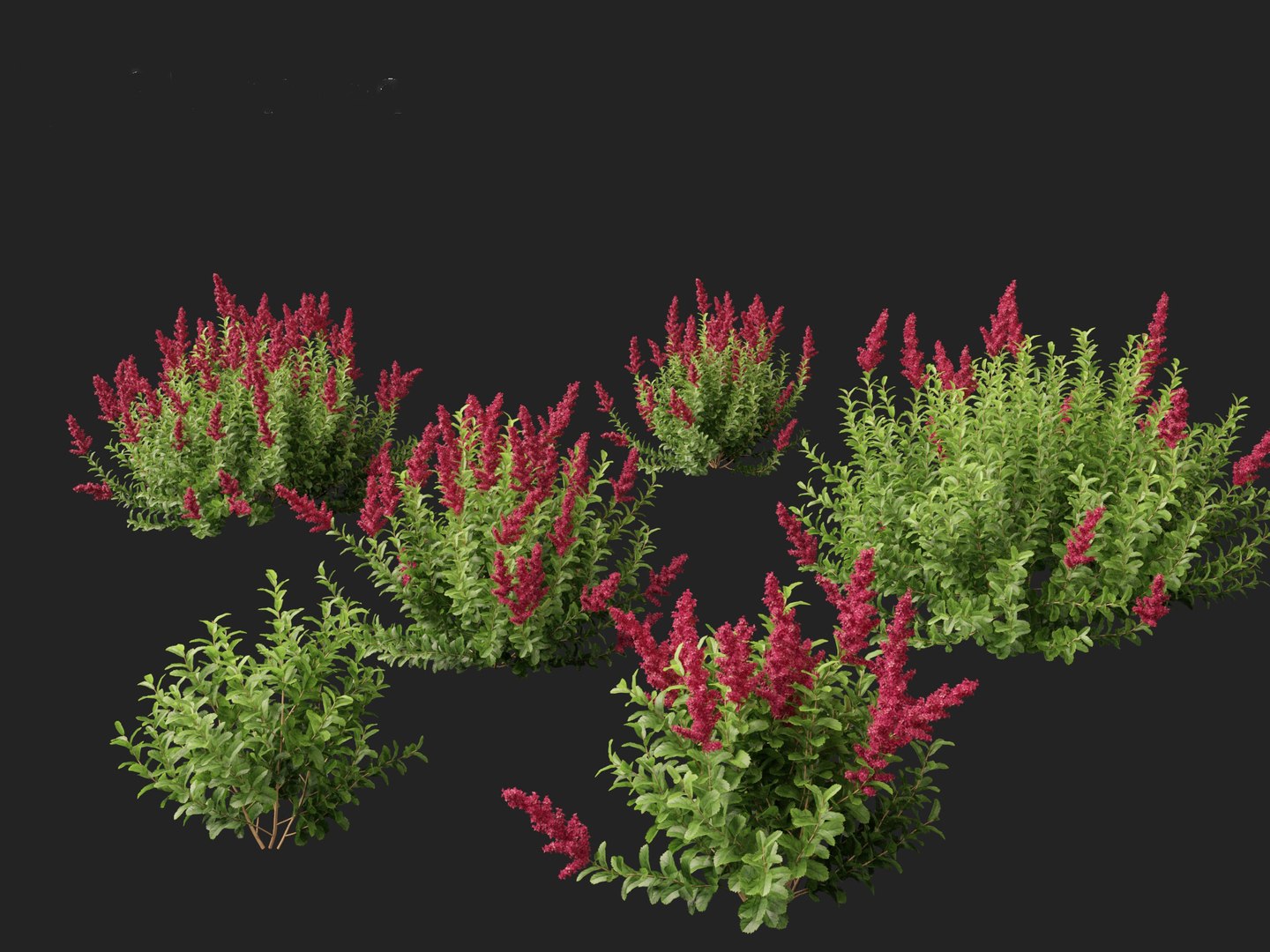 3D Model Spiraea Douglasii - Western Spirea - TurboSquid 2231211