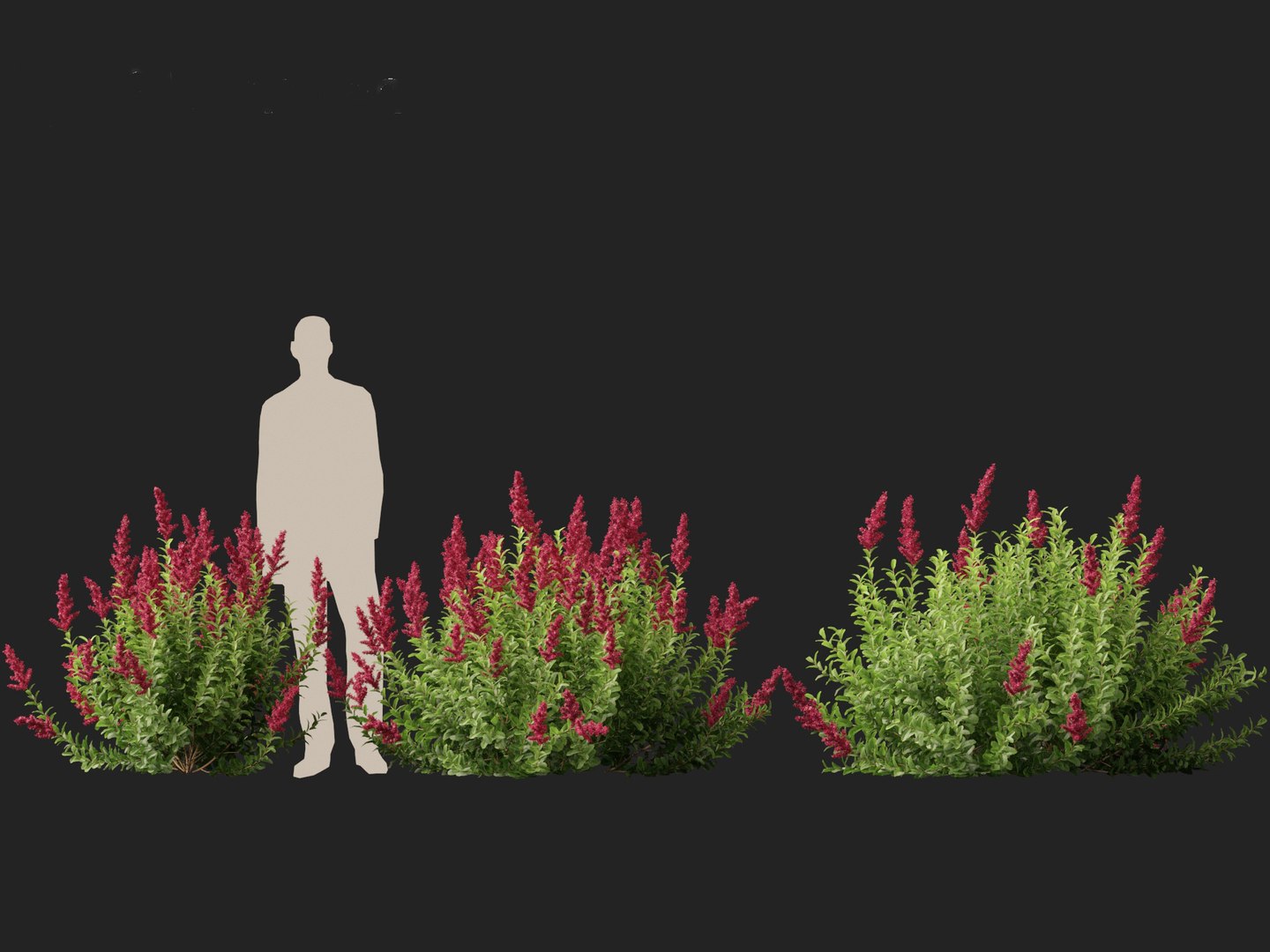 3D Model Spiraea Douglasii - Western Spirea - TurboSquid 2231211