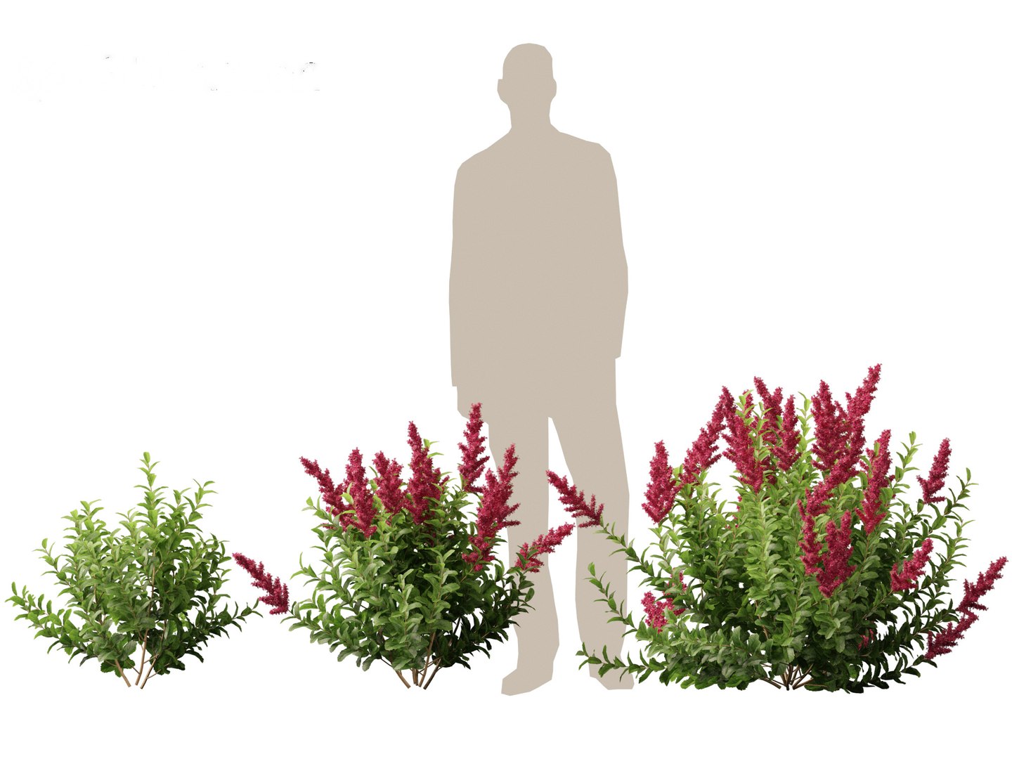 3D Model Spiraea Douglasii - Western Spirea - TurboSquid 2231211
