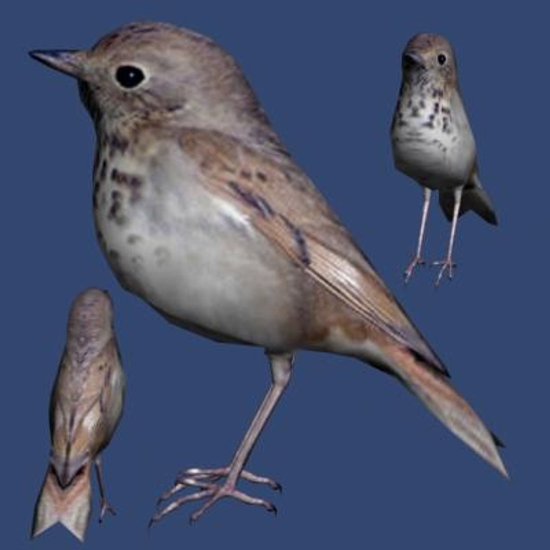 3d Hermit Thrush