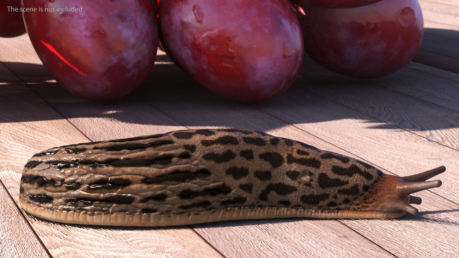 3D Great Slug Rigged For Cinema 4D Model - TurboSquid 2018622