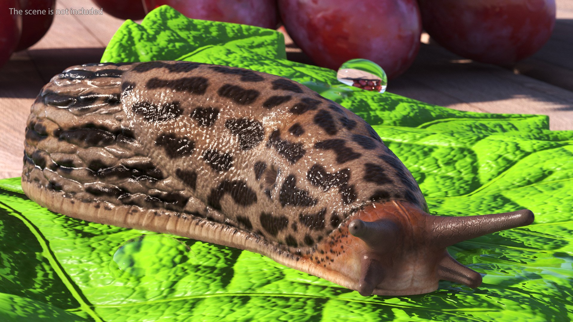 3D Great Slug Rigged For Cinema 4D Model - TurboSquid 2018622