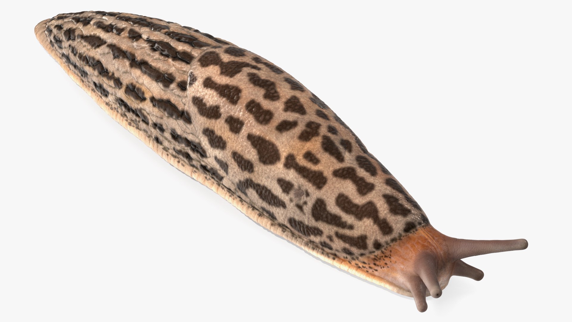 3D Great Slug Rigged For Cinema 4D Model - TurboSquid 2018622