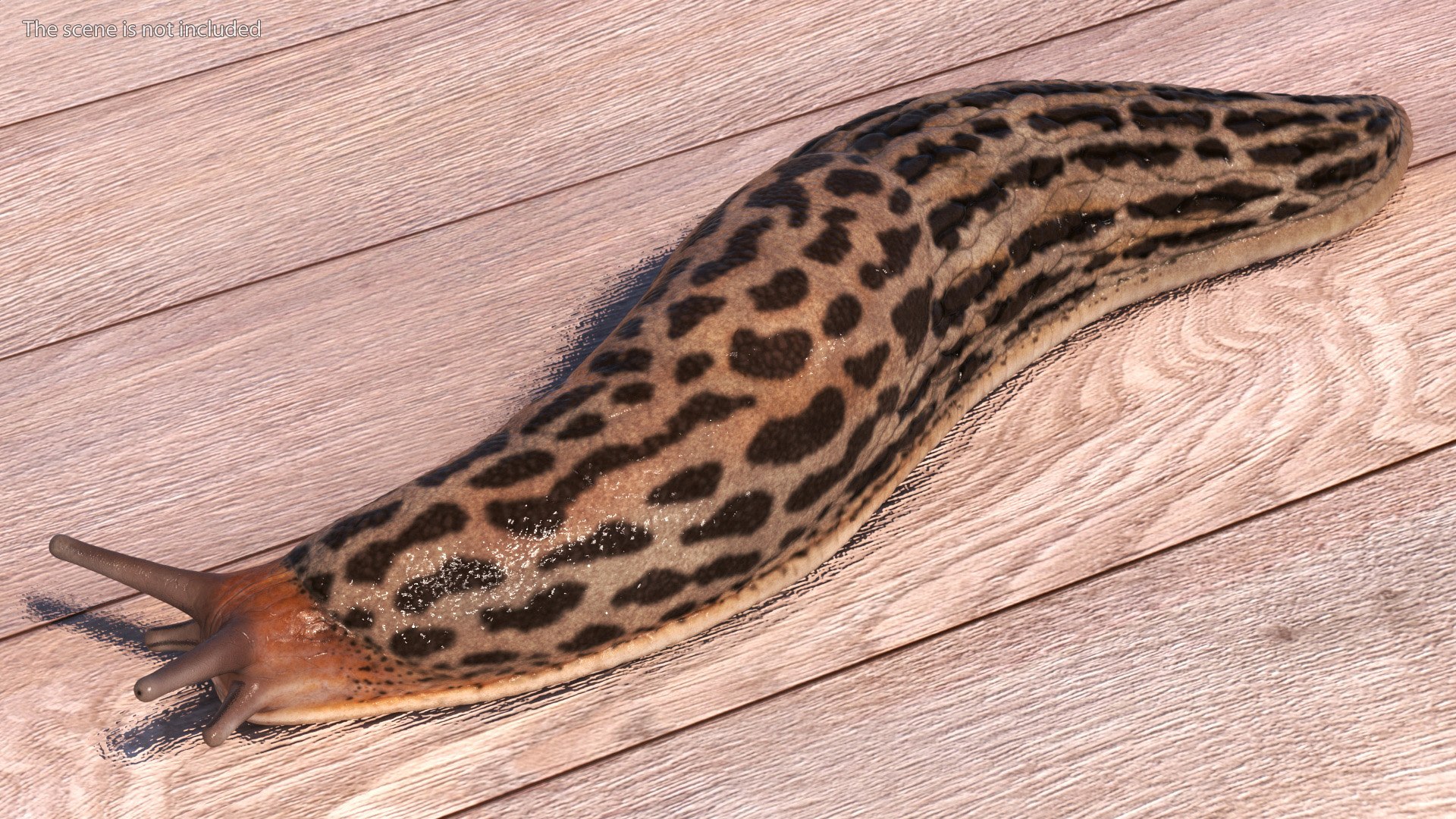 3D Great Slug Rigged For Cinema 4D Model - TurboSquid 2018622