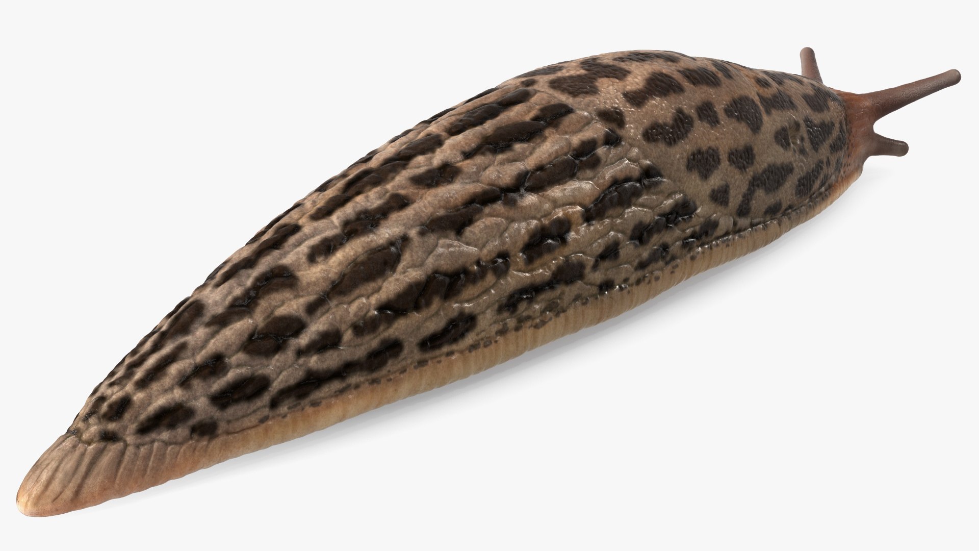 3D Great Slug Rigged For Cinema 4D Model - TurboSquid 2018622