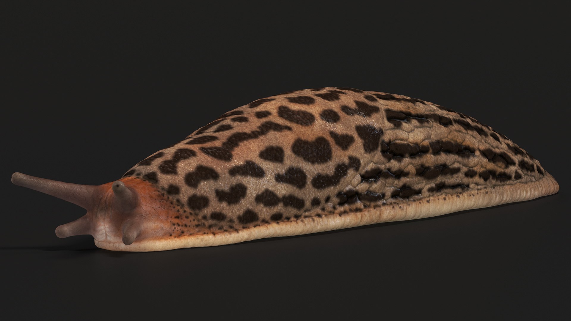 3D Great Slug Rigged For Cinema 4D Model - TurboSquid 2018622