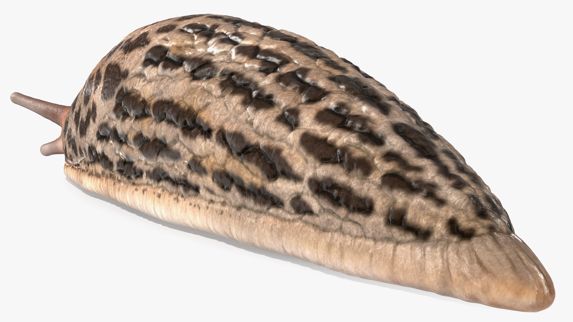 3D Great Slug Rigged For Cinema 4D Model - TurboSquid 2018622