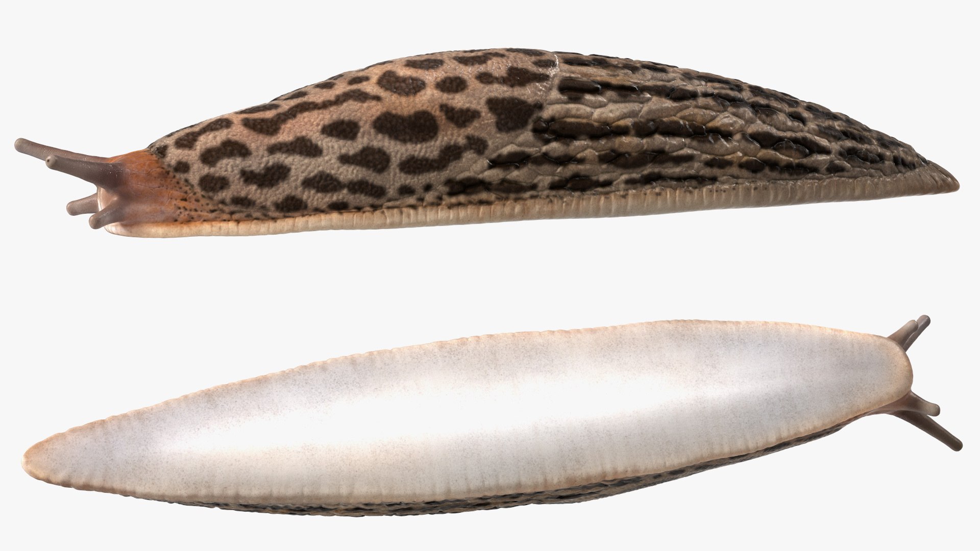 3D Great Slug Rigged For Cinema 4D Model - TurboSquid 2018622