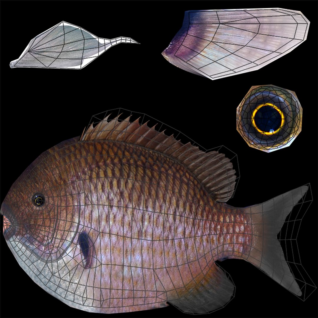Fish Damselfish 3D Model - TurboSquid 1274231