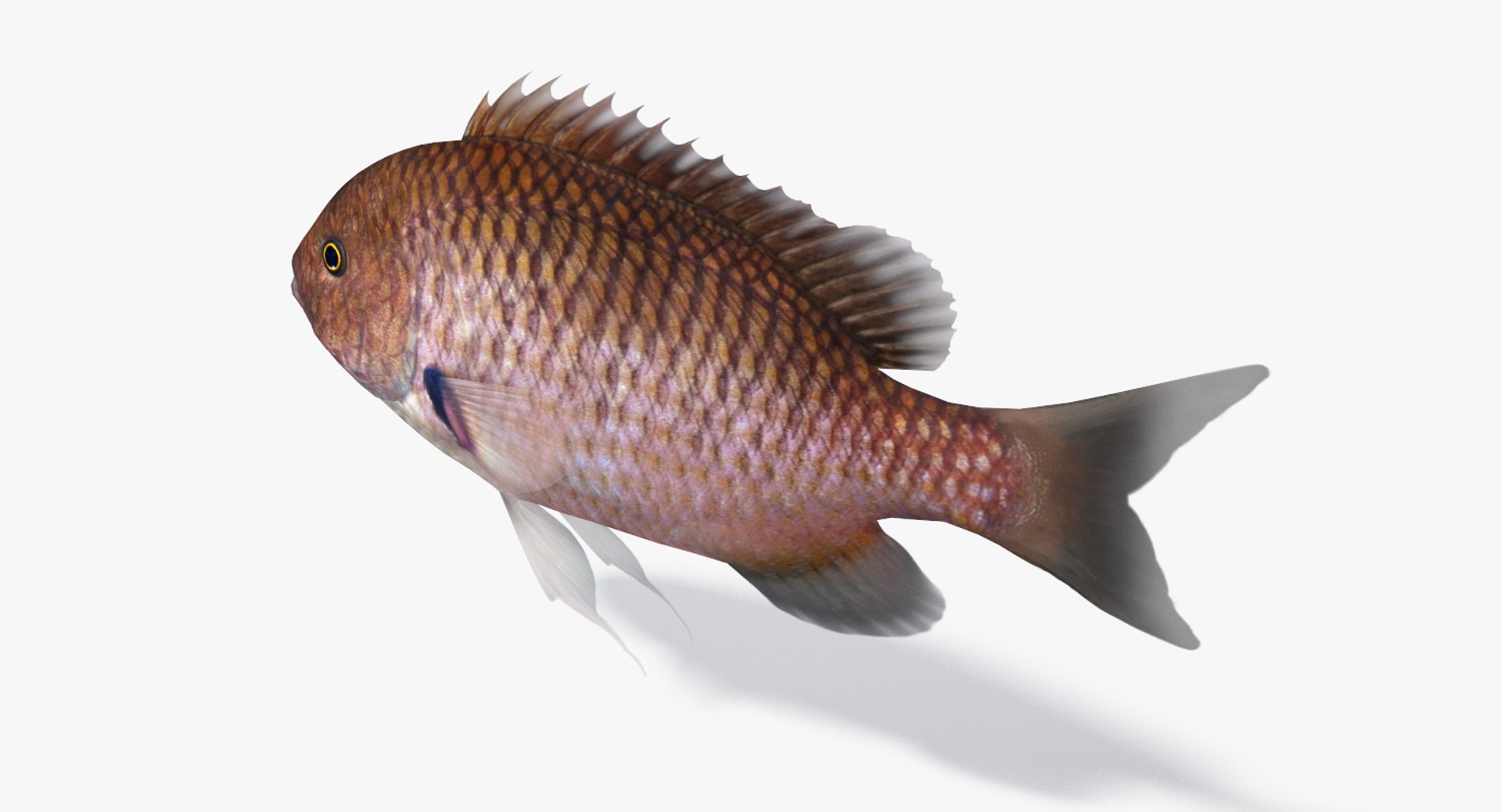 Fish Damselfish 3D Model - TurboSquid 1274231