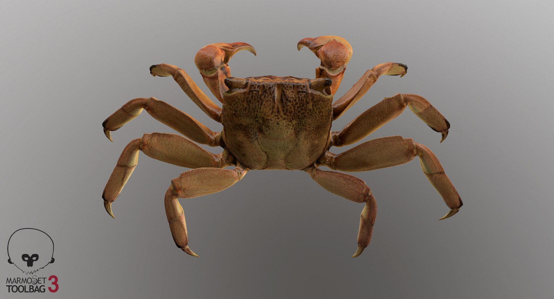 Shore Crab 3D Model - TurboSquid 1189613