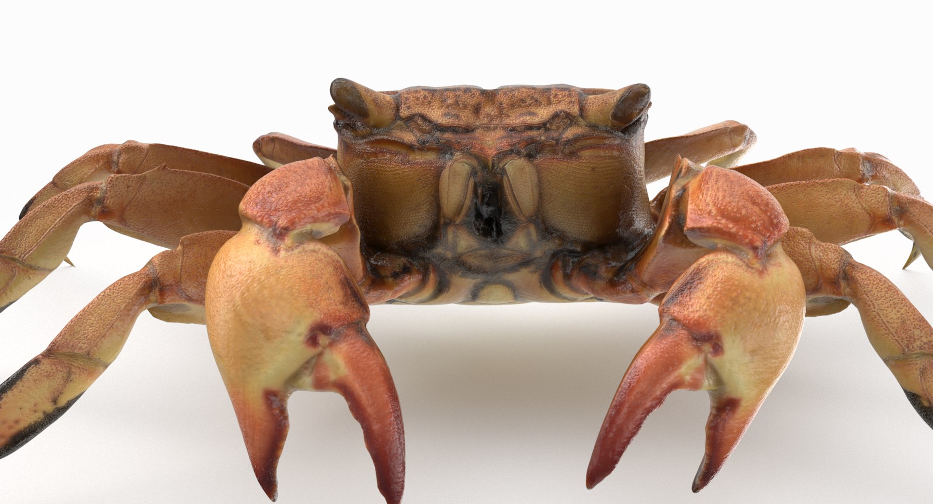 Shore Crab 3D Model - TurboSquid 1189613