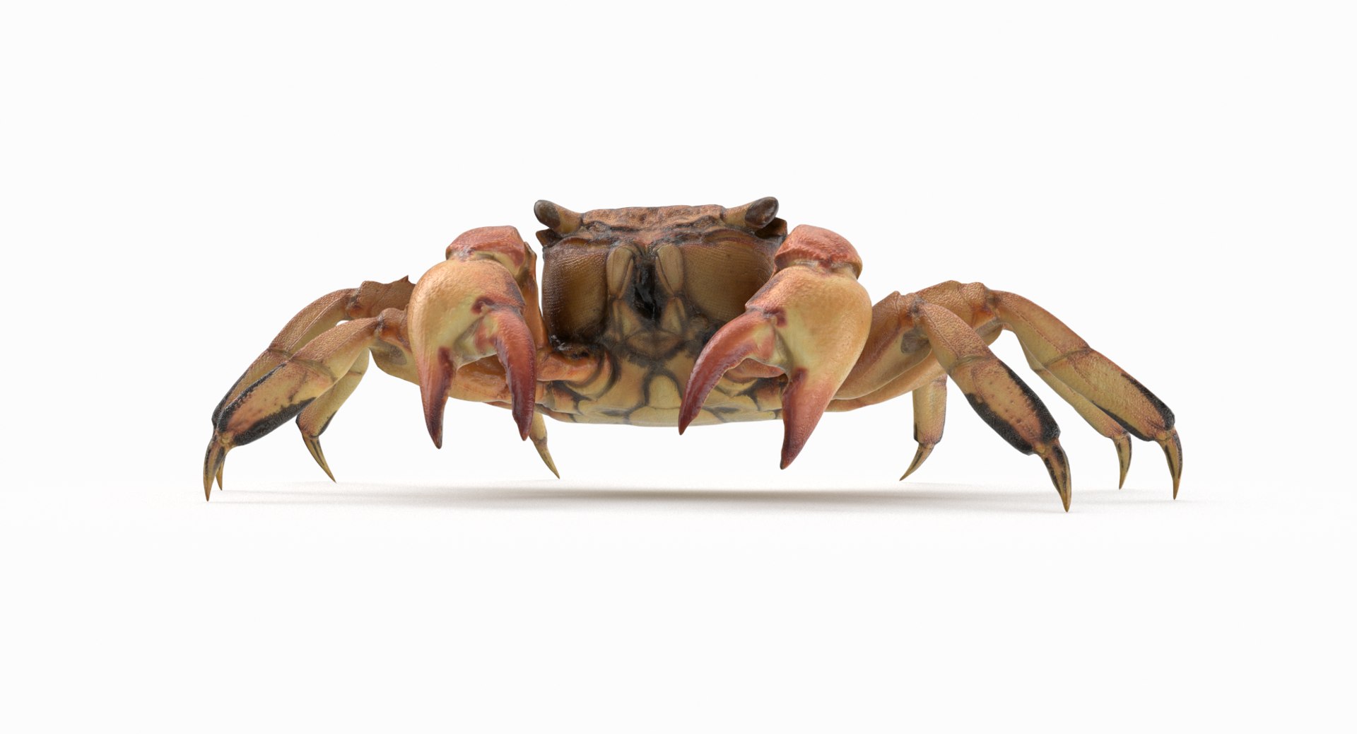 Shore Crab 3D Model - TurboSquid 1189613