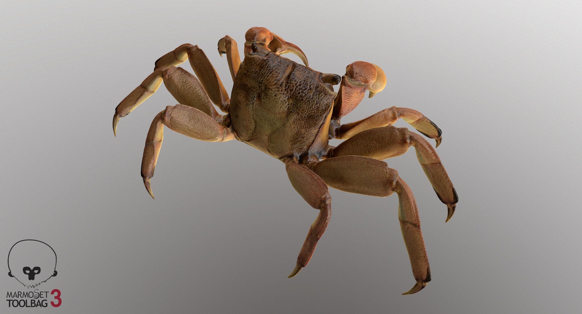 Shore Crab 3D Model - TurboSquid 1189613
