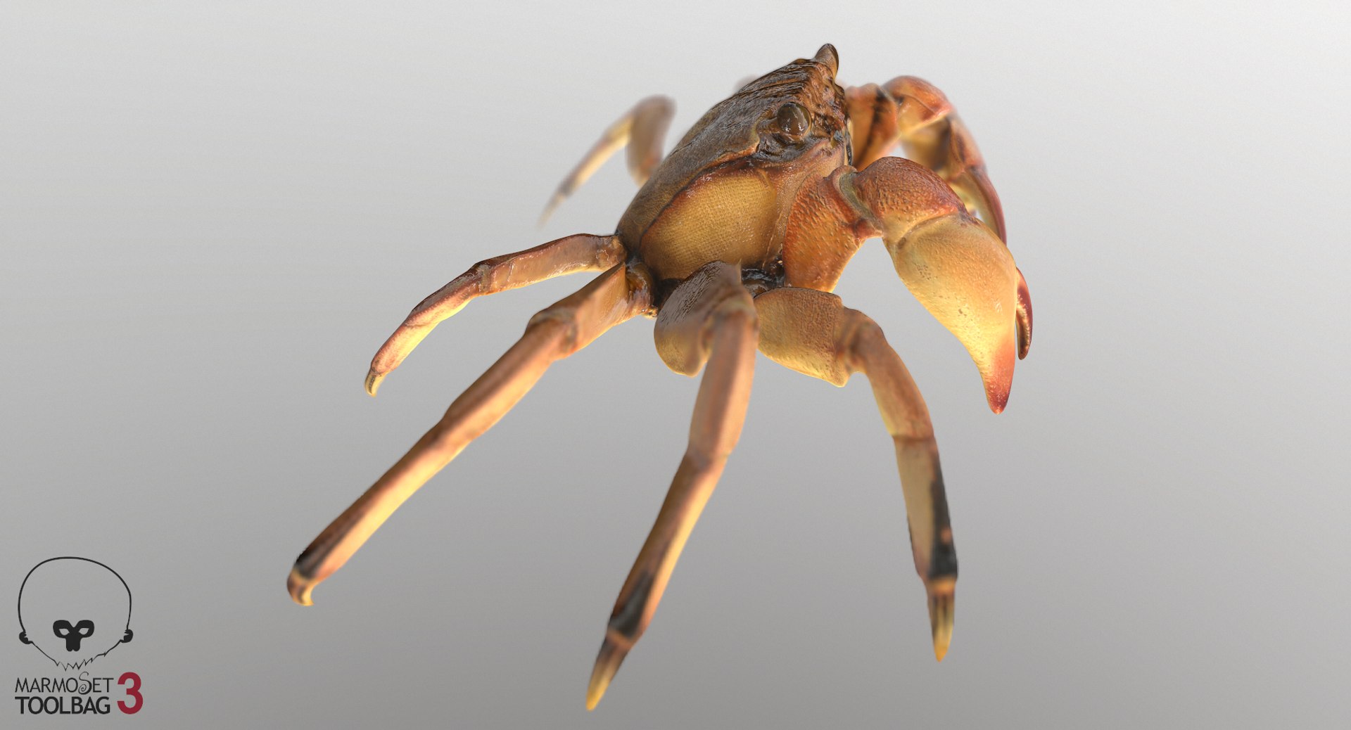 Shore Crab 3D Model - TurboSquid 1189613