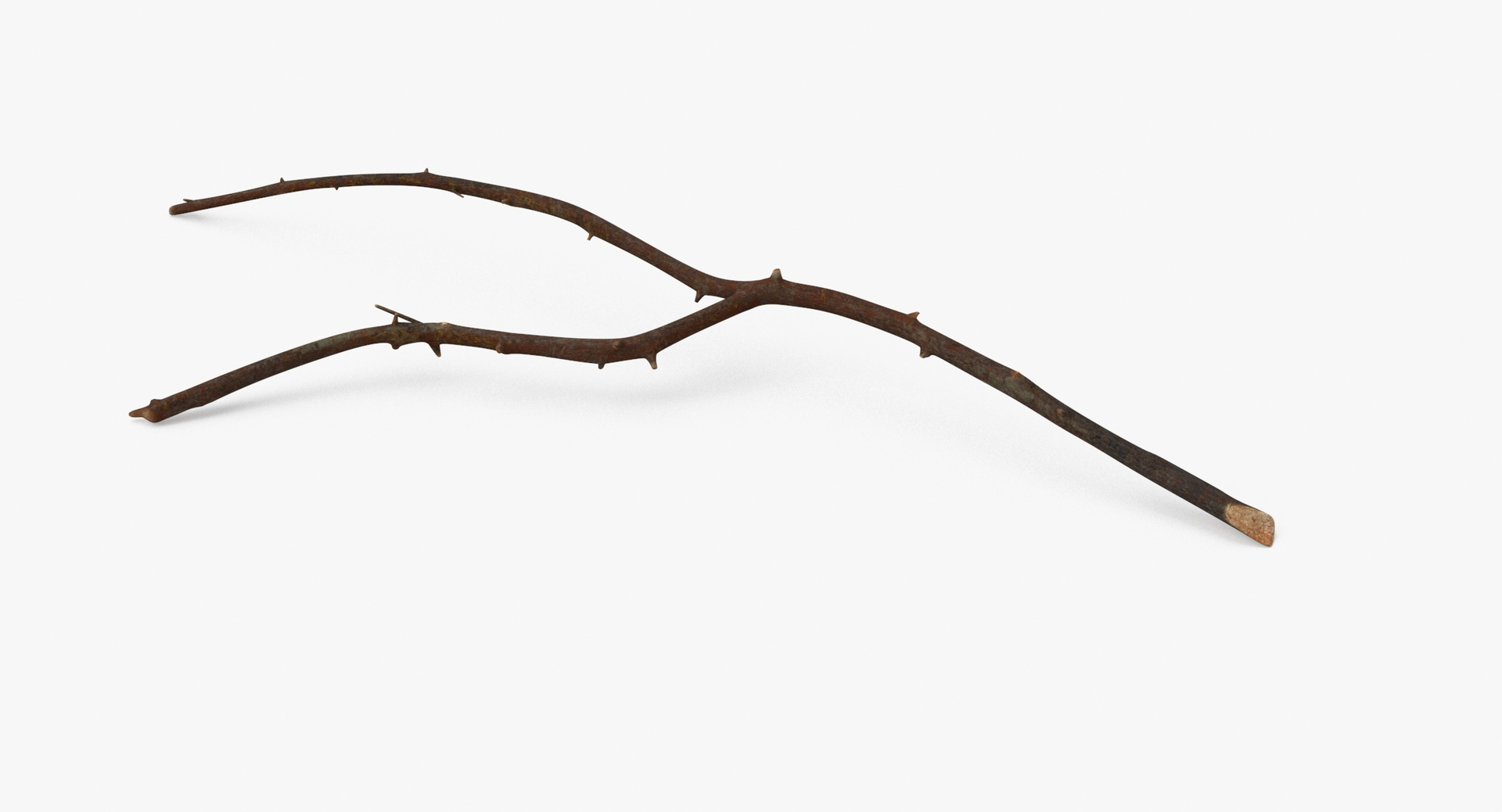 Branch 03 3D Model - TurboSquid 2027246