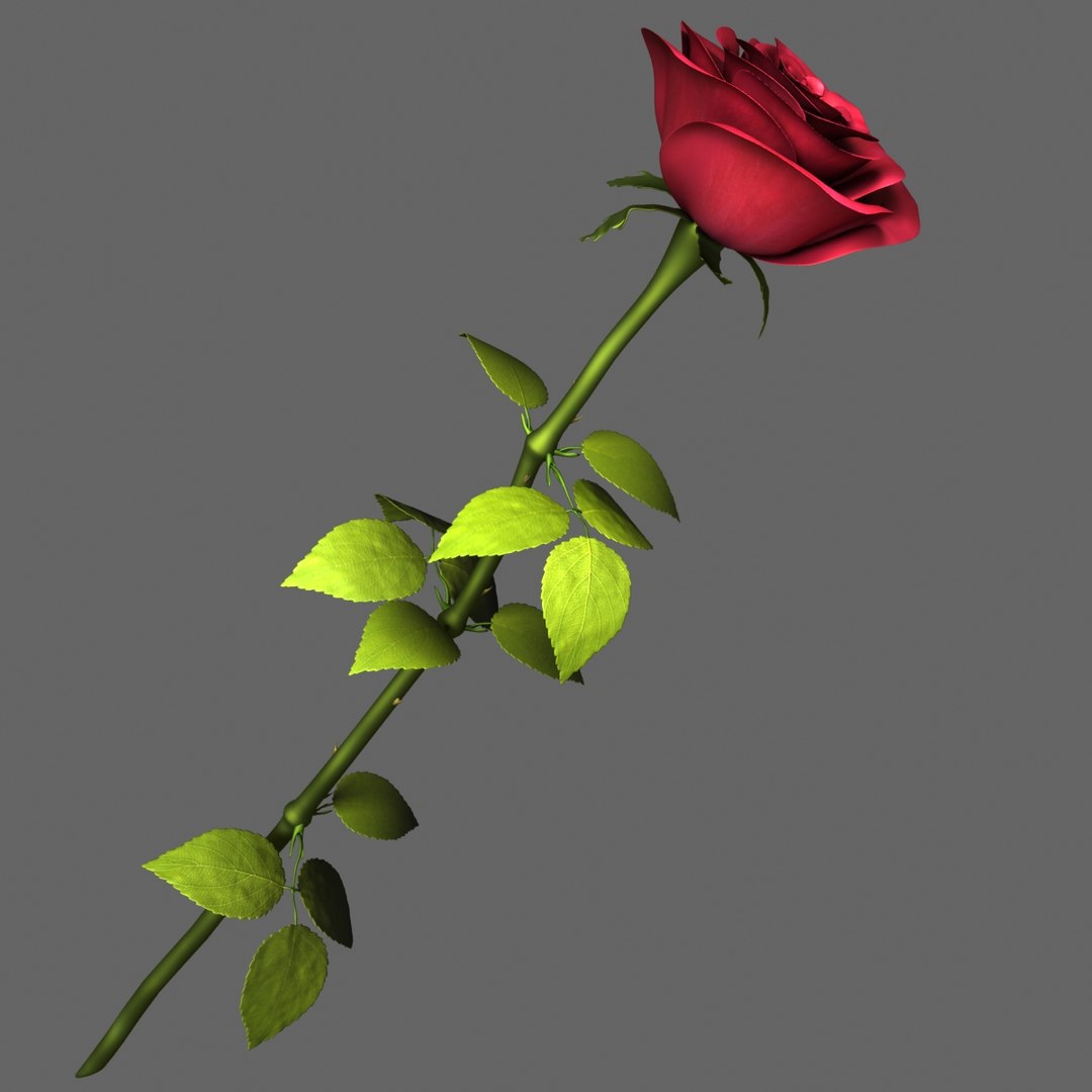 3dsmax red rose