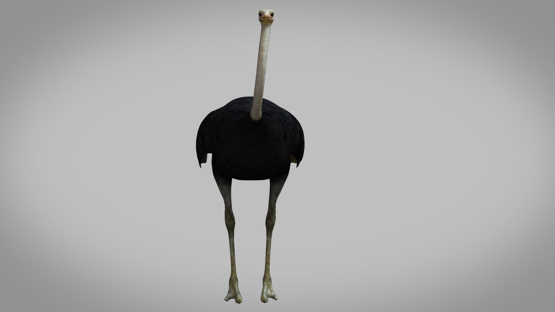 Rigged Ostriche 3d Max