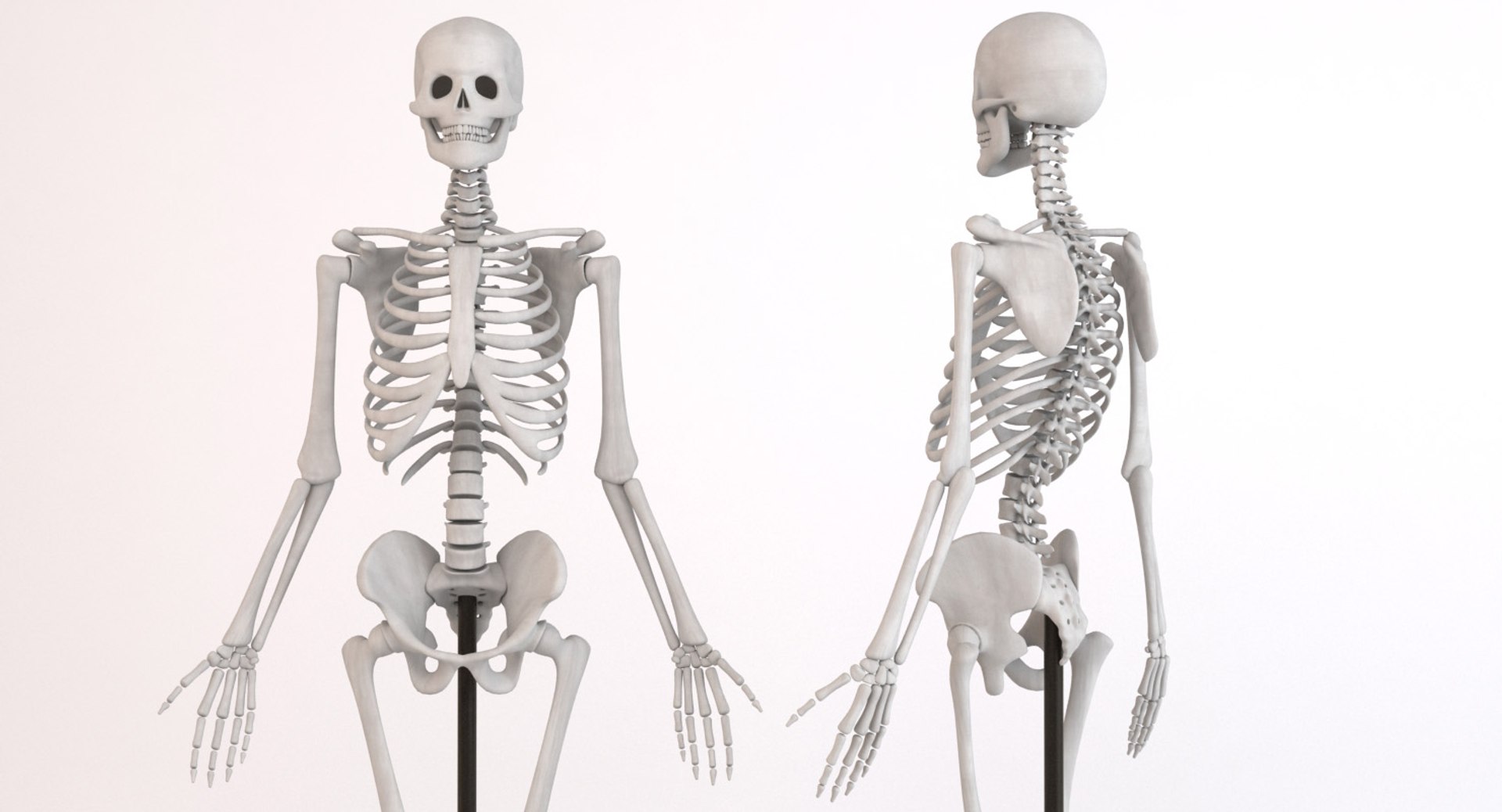 Human Skeleton Medical 3D Model - TurboSquid 1419268