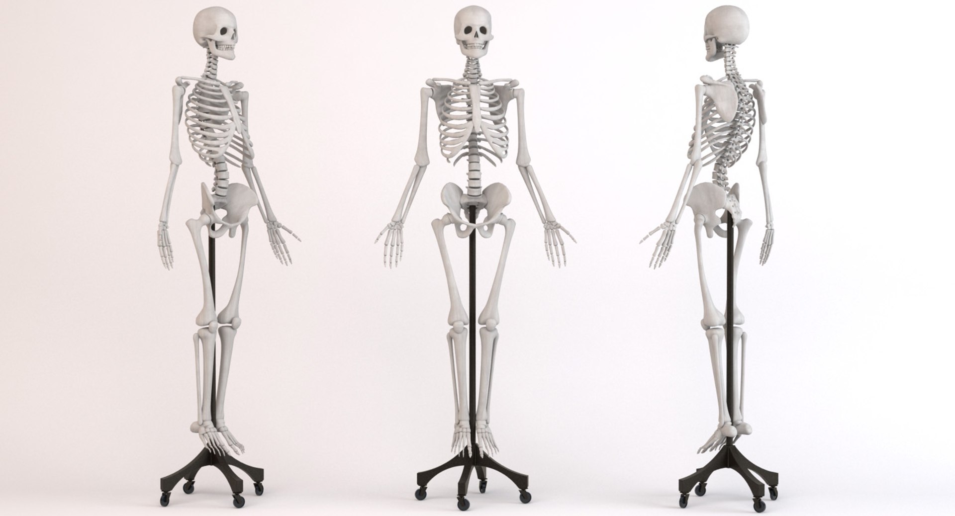 Human Skeleton Medical 3D Model - TurboSquid 1419268