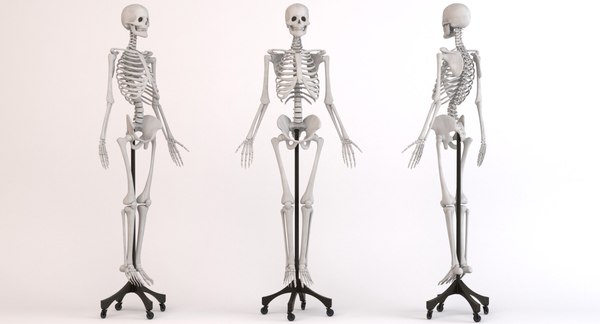 Human skeleton medical 3D model - TurboSquid 1419268