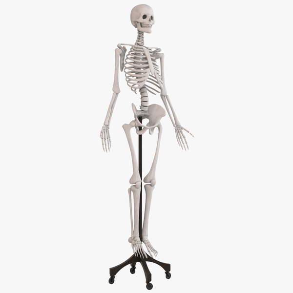 modelo 3d Esqueleto humano medico - TurboSquid 1419268