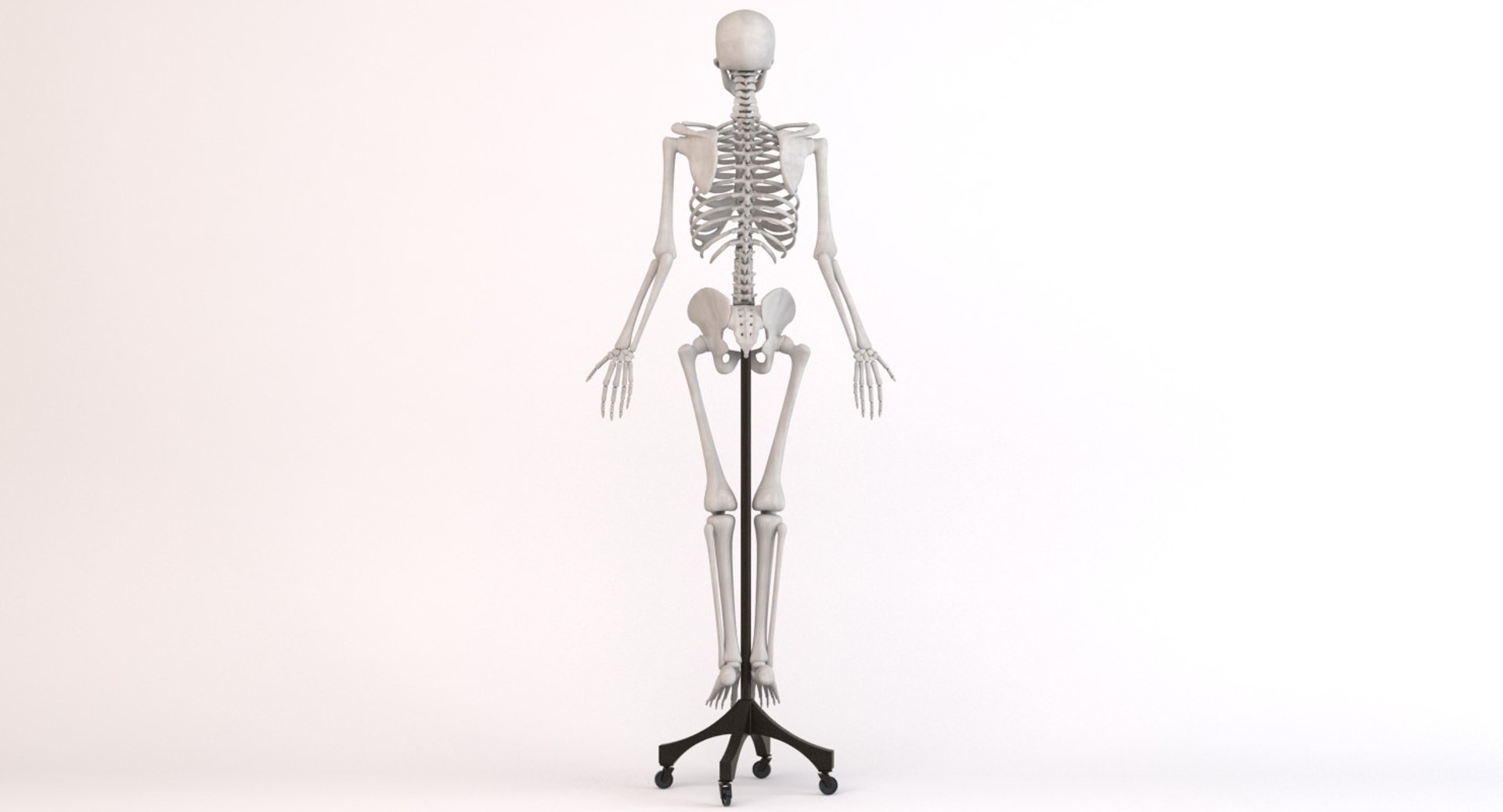 Human Skeleton Medical 3D Model - TurboSquid 1419268