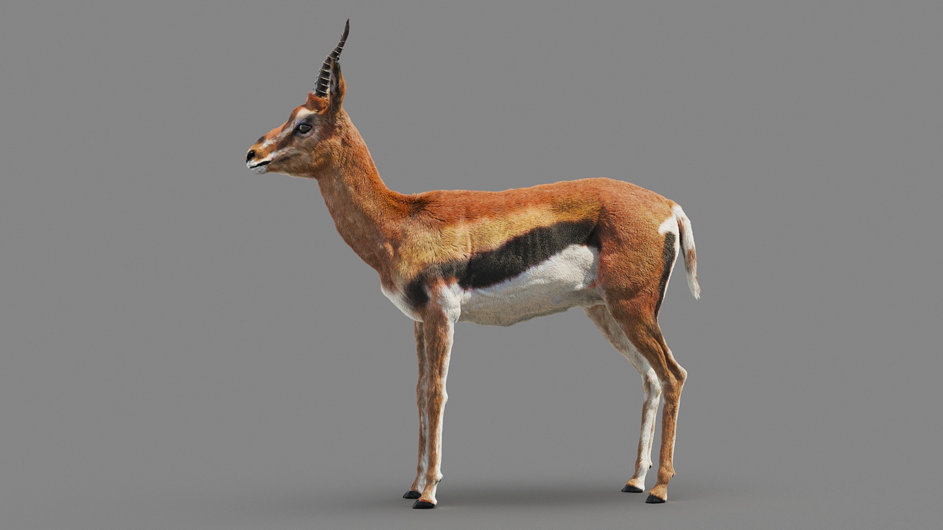 Gazelle Mammal Wildlife 3D Model - TurboSquid 1661287