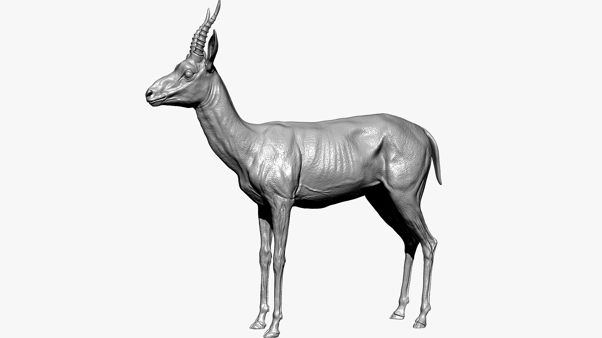 Gazelle Mammal Wildlife 3D Model - TurboSquid 1661287