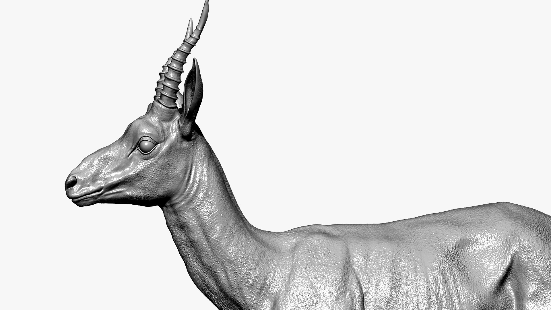 Gazelle Mammal Wildlife 3D Model - TurboSquid 1661287