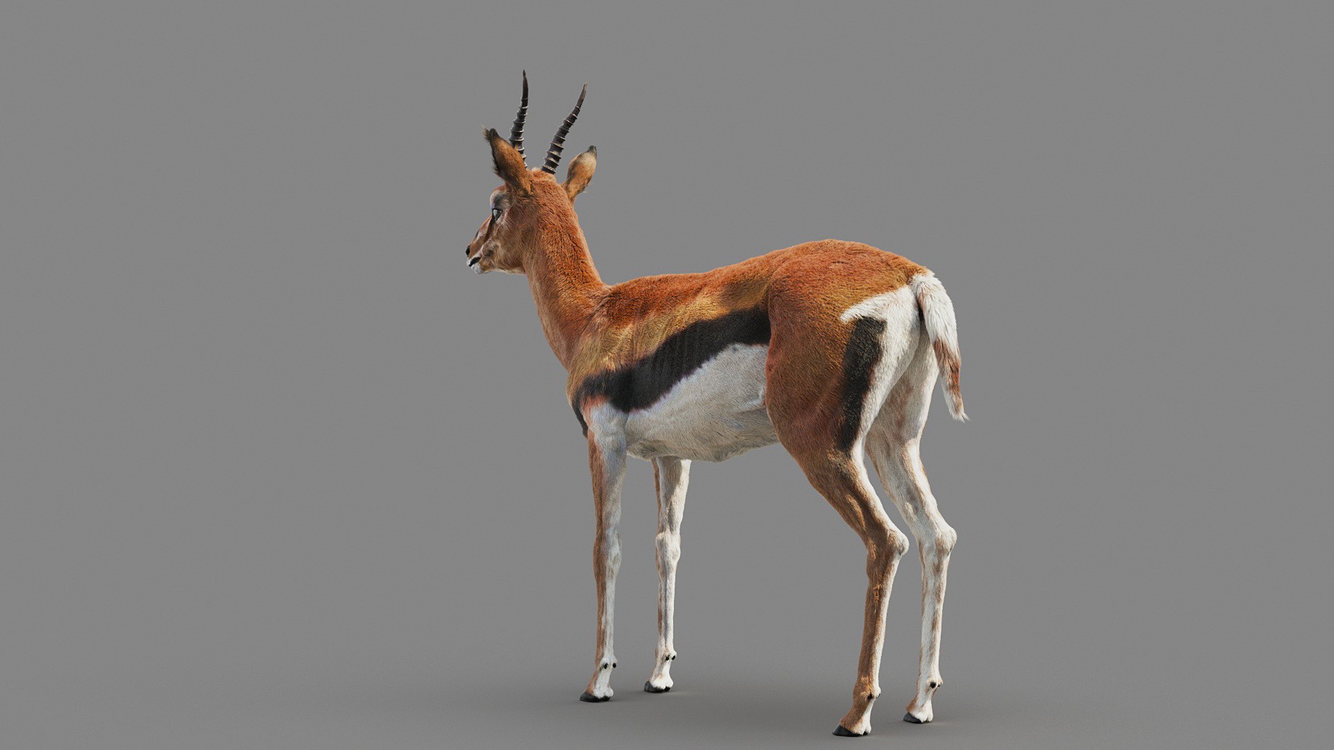 Gazelle Mammal Wildlife 3D Model - TurboSquid 1661287