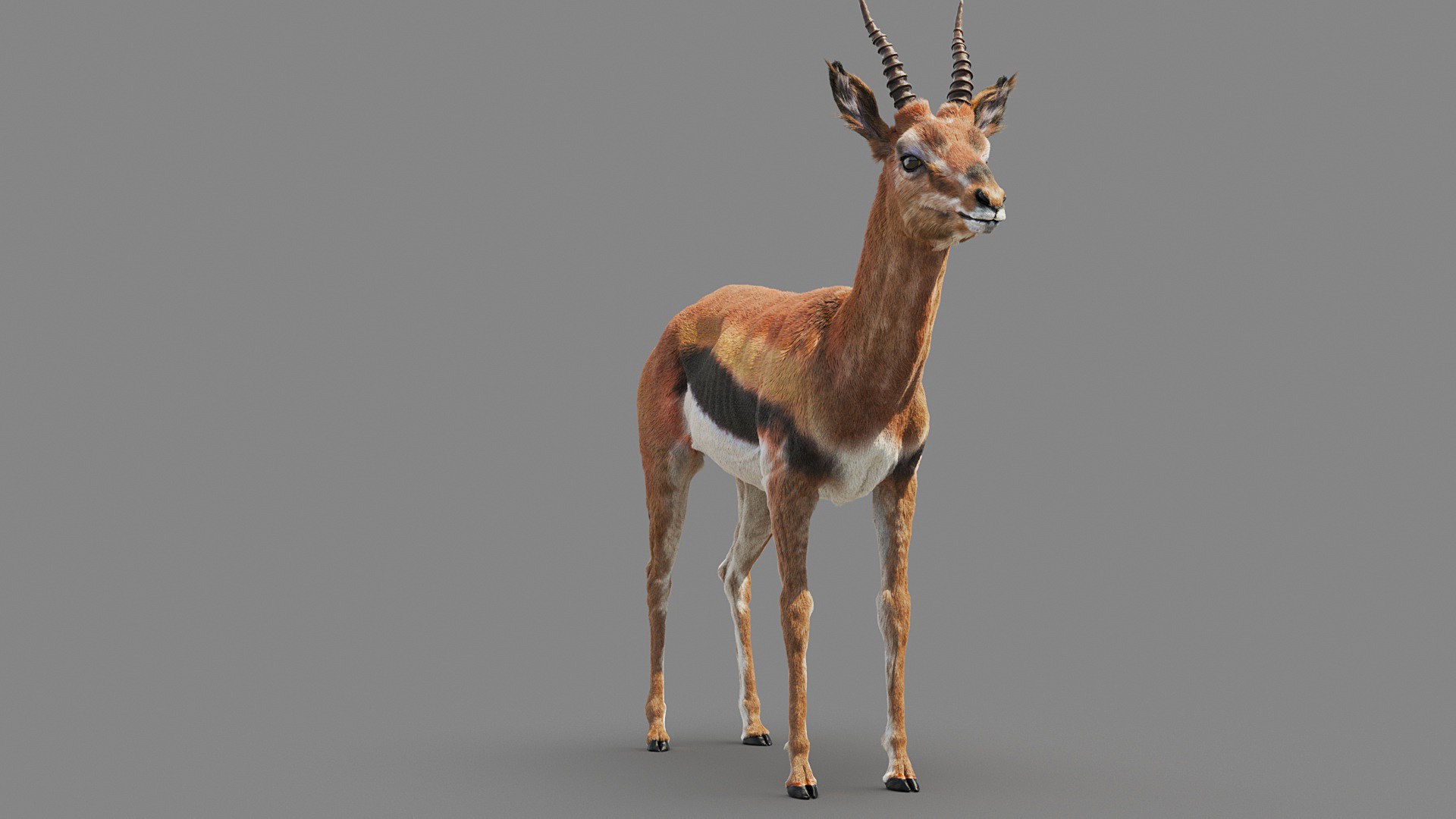Gazelle Mammal Wildlife 3D Model - TurboSquid 1661287