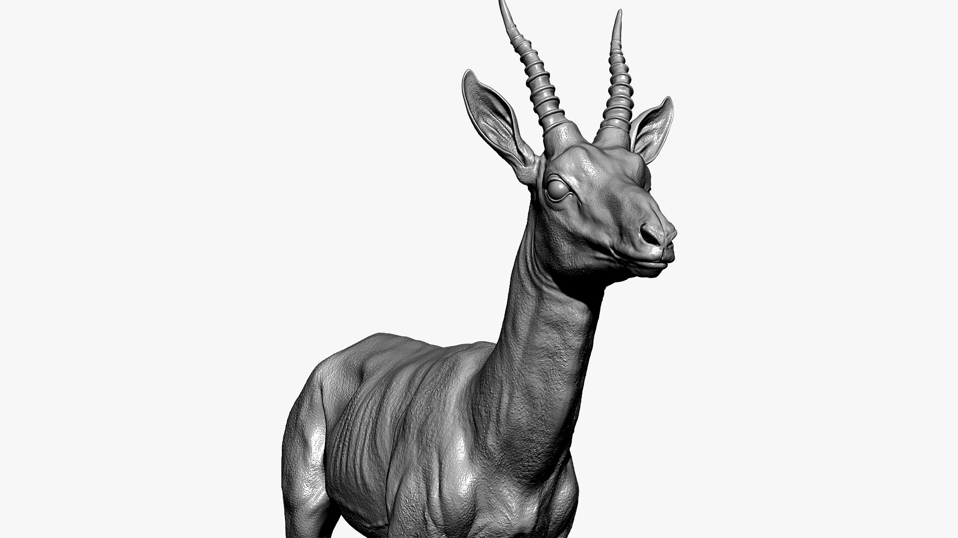 Gazelle Mammal Wildlife 3D Model - TurboSquid 1661287
