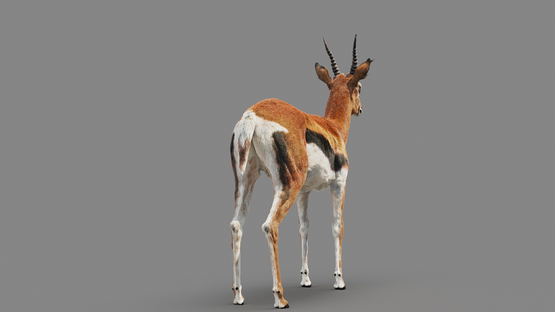 Gazelle Mammal Wildlife 3D Model - TurboSquid 1661287