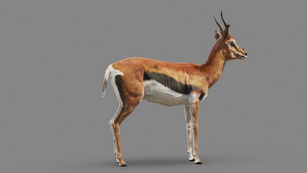 Gazelle mammal wildlife 3D model - TurboSquid 1661287