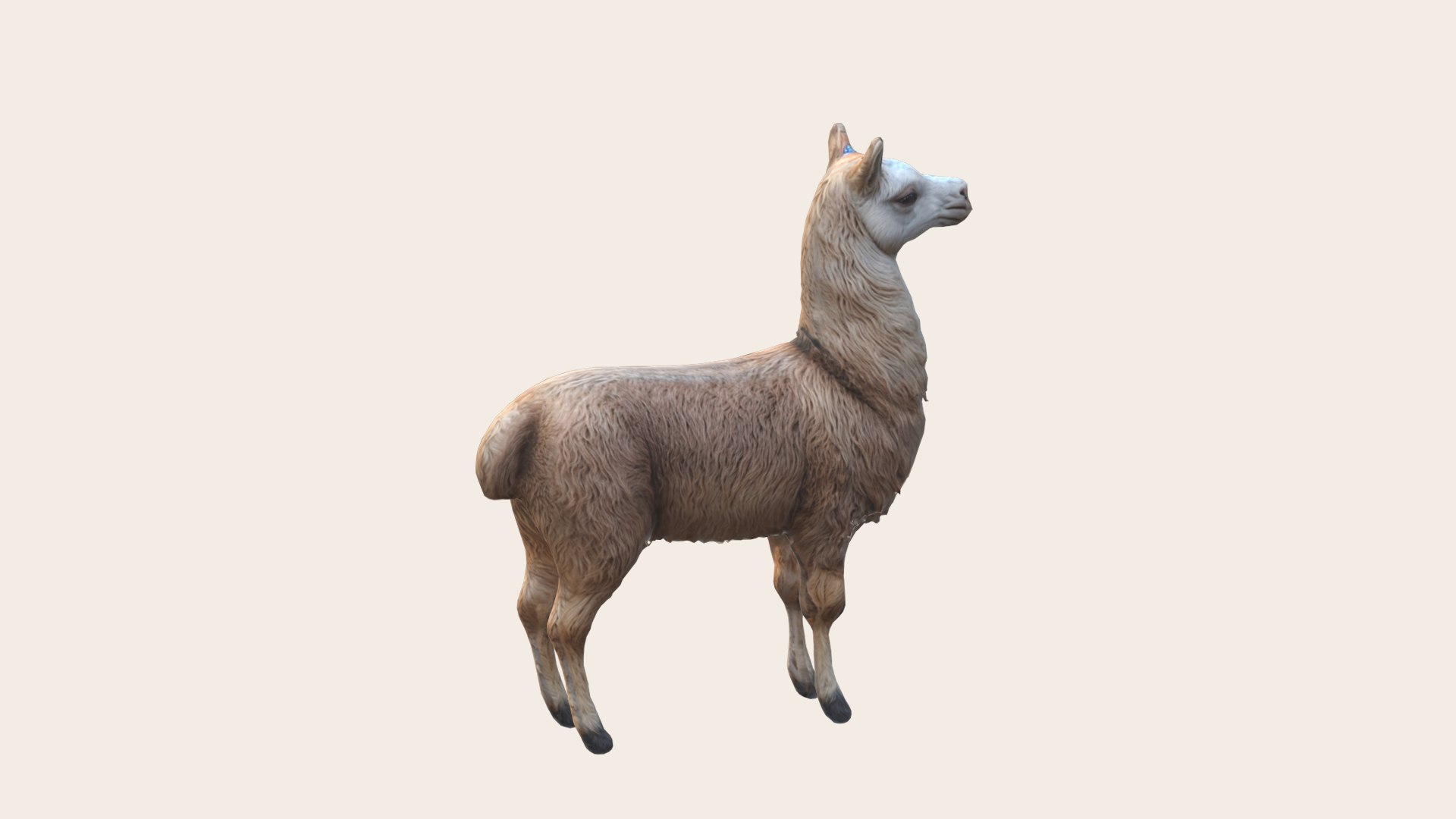 Llama 3D Model - TurboSquid 2268425