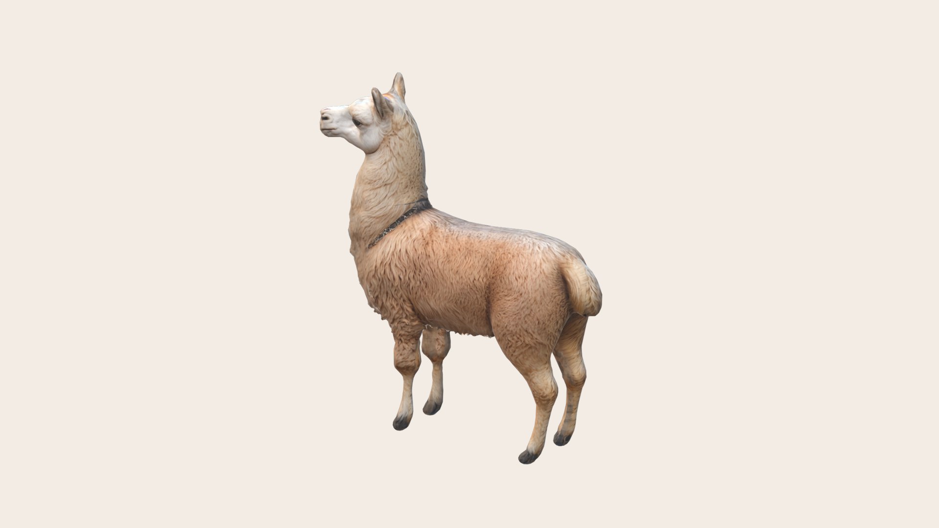 Llama 3D Model - TurboSquid 2268425
