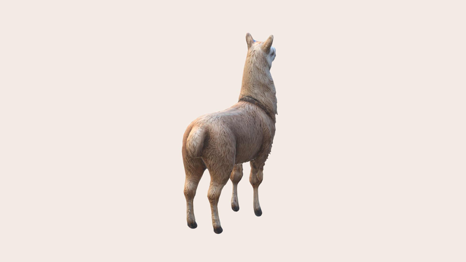 Llama 3D Model - TurboSquid 2268425
